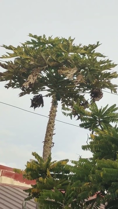 Lepidodendron Tree Meme Warning Youtube