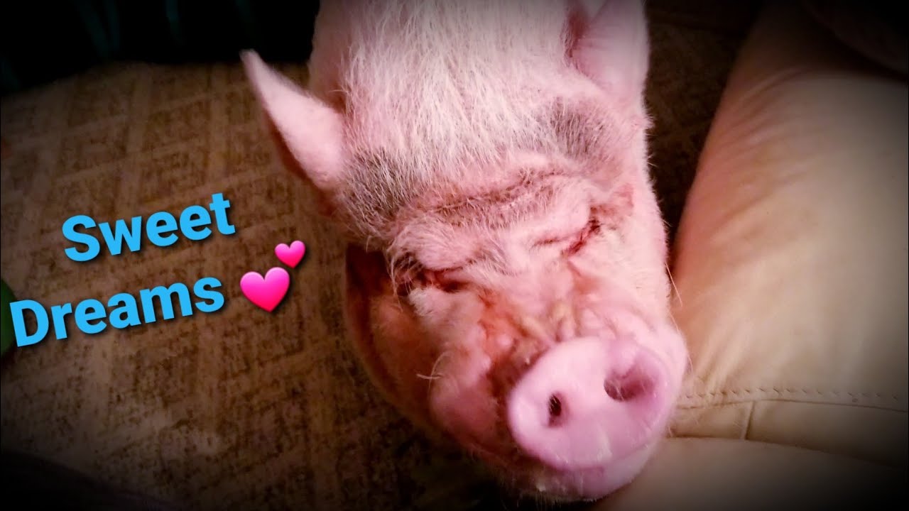 Mini Pig Sammy and his Zoo Crew Posse! Sweet Dreams - YouTube