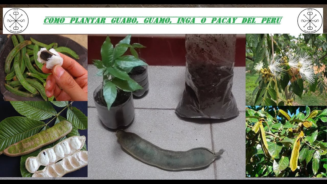 Como plantar semillas de guabo, guamo, inga o pacay del Perú - YouTube