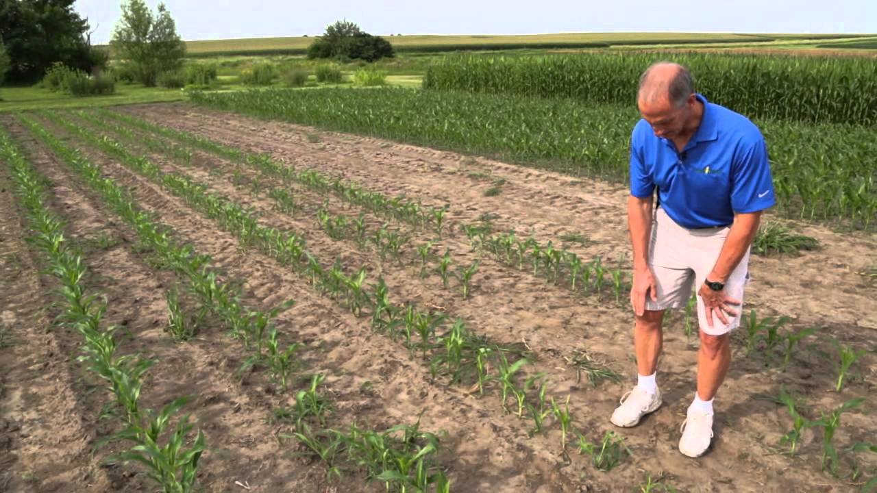 Hail Recovery in V4 corn - One Week Later - YouTube