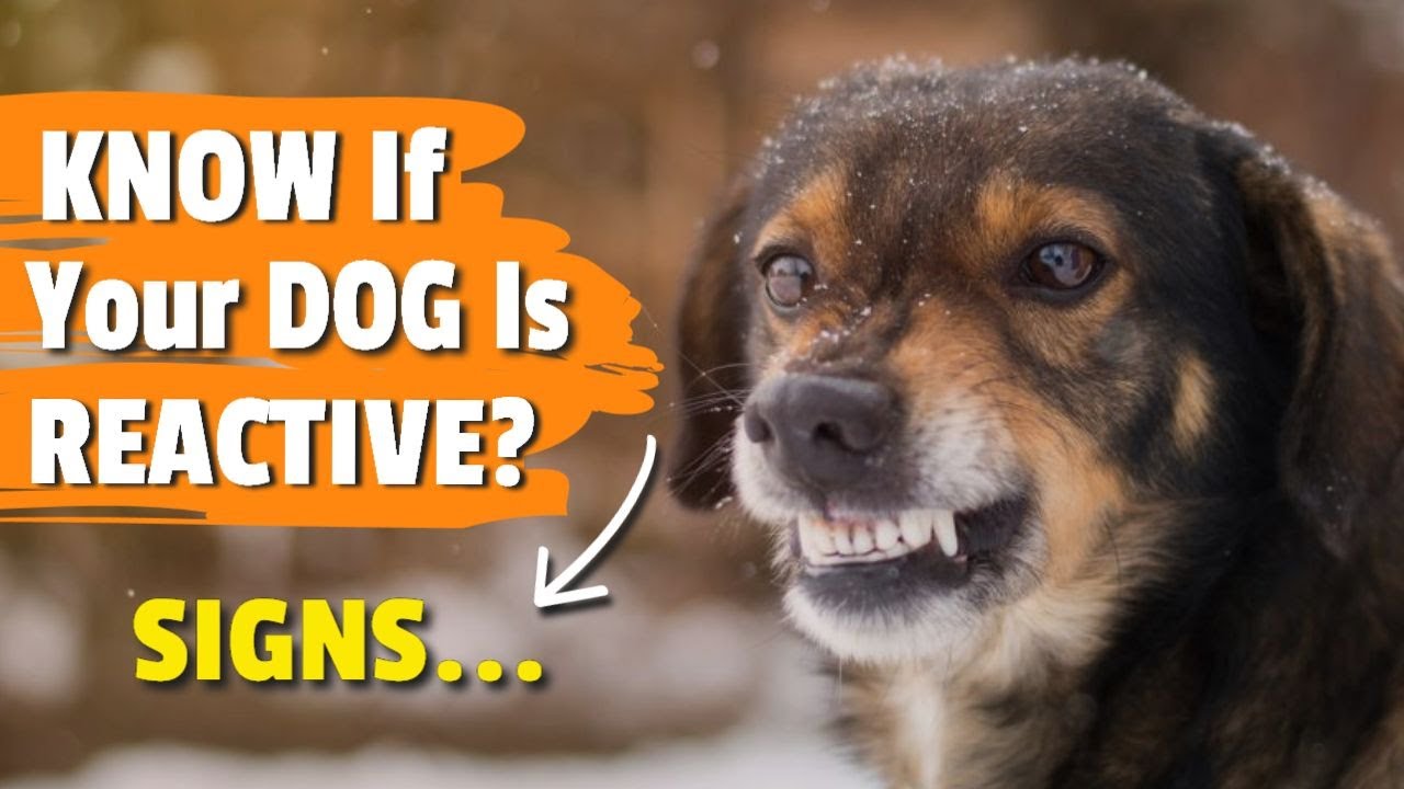 ¿HOW To KNOW If Your DOG Is REACTIVE? 🐶🤦‍♂️ ¡Here Are the Signs! - YouTube