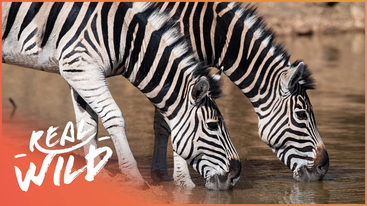 Why Are Zebras Striped? | Wildlife Quest - YouTube