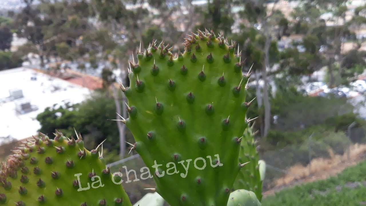 Increible Nopalera en forma de corazones @Lachatayou - YouTube