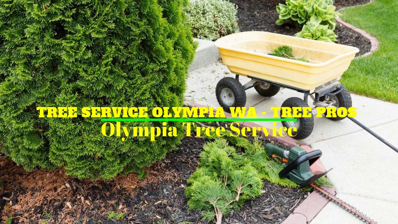 Olympia Tree Service - Tree Service Olympia WA- Tree Pros - YouTube