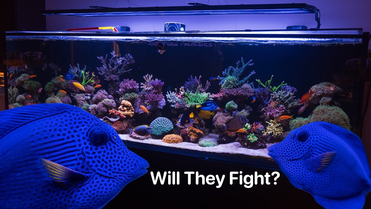 Can I Keep 2 Purple Tangs Together? What about other tangs? - YouTube