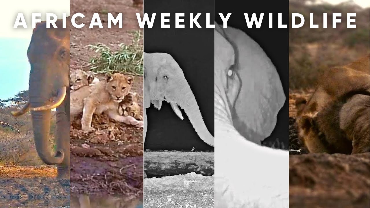 Awesome Wildlife On Live Cameras - YouTube