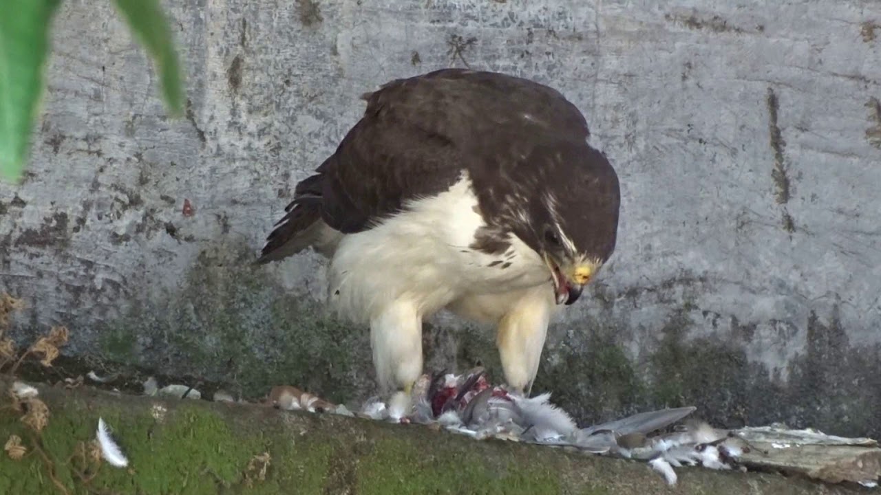 Gavilán Colicorto Costa Rica Segunda parte - YouTube