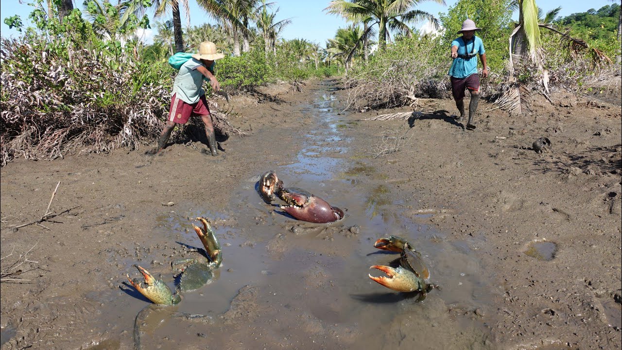 Amazing Catching A Lot Of Huge Mud Crabs at Swamp after Water Low Tide ...