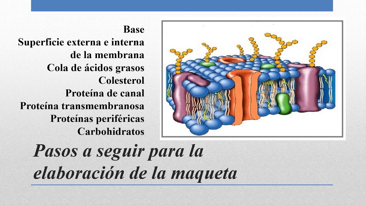 Partes De La Membrana Celular