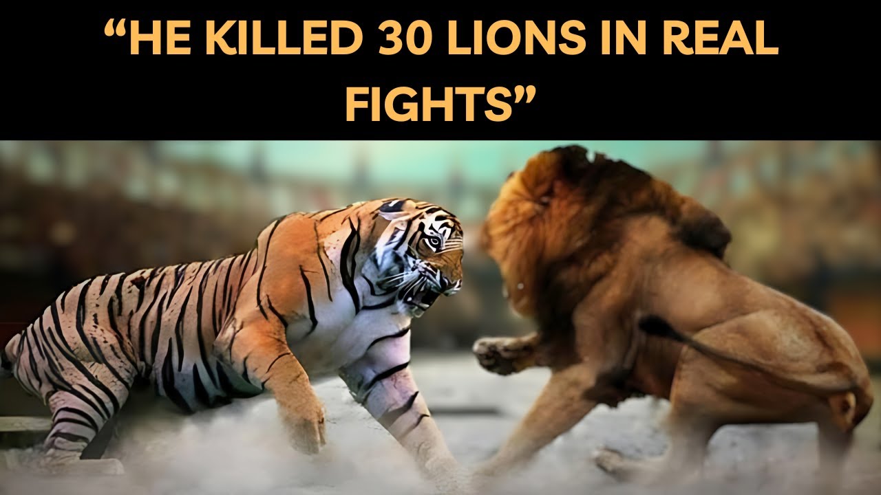 Gunga: A Tiger Who Killed 30 Lions in Real Fights - YouTube