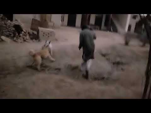 Male donkey meeting with female Donkey video 4 - YouTube