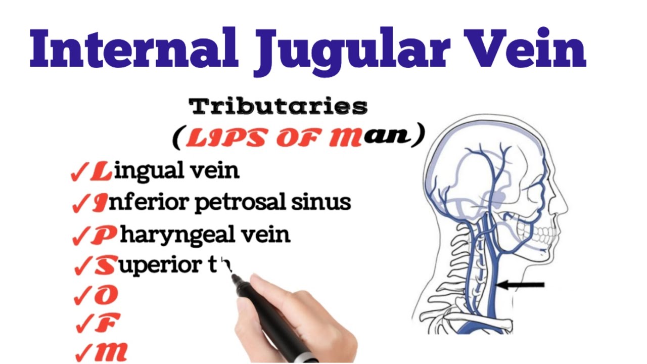Internal Jugular Vein tributaries - YouTube