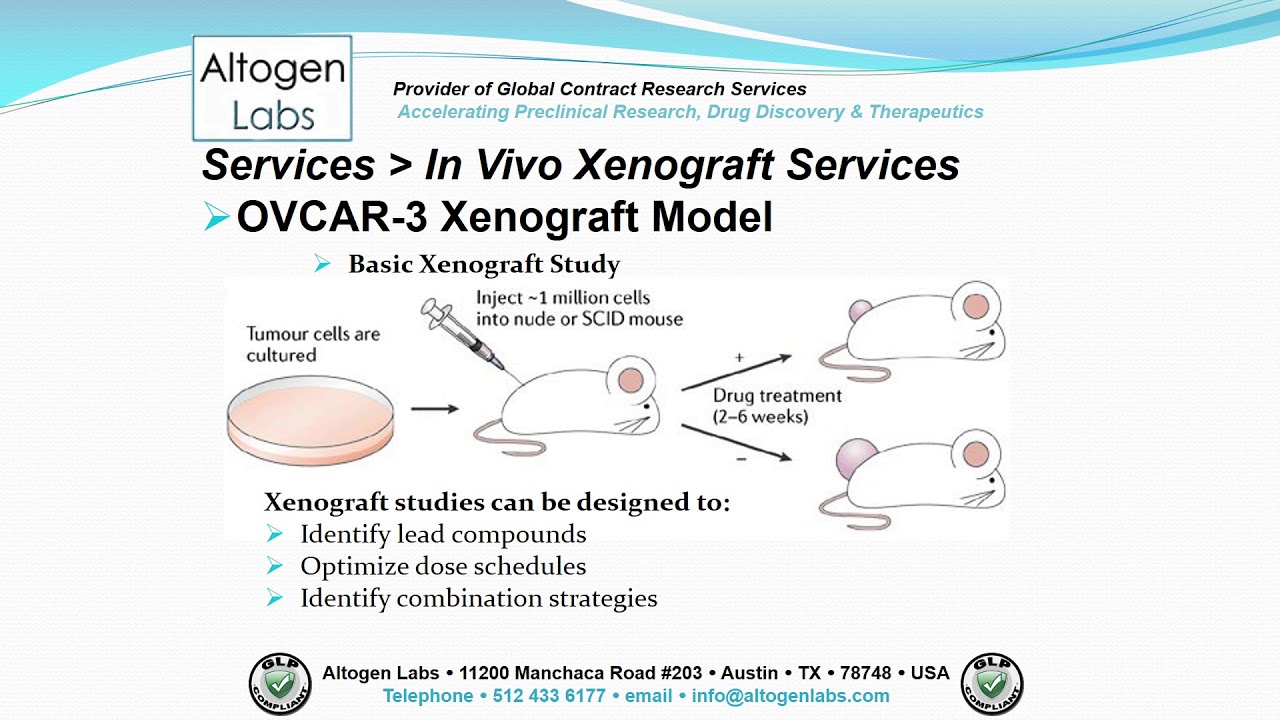 Altogen Labs OVCAR-3 Xenograft Service Ovarian Cancer - YouTube