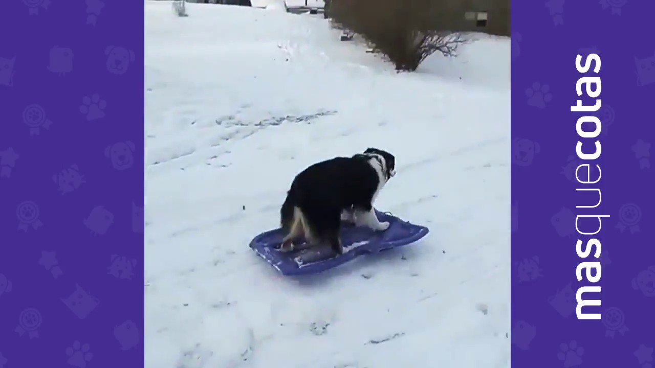 PERRO ESQUIANDO EN LA NIEVE, vídeo divertido de PERRO ESQUIADOR - YouTube