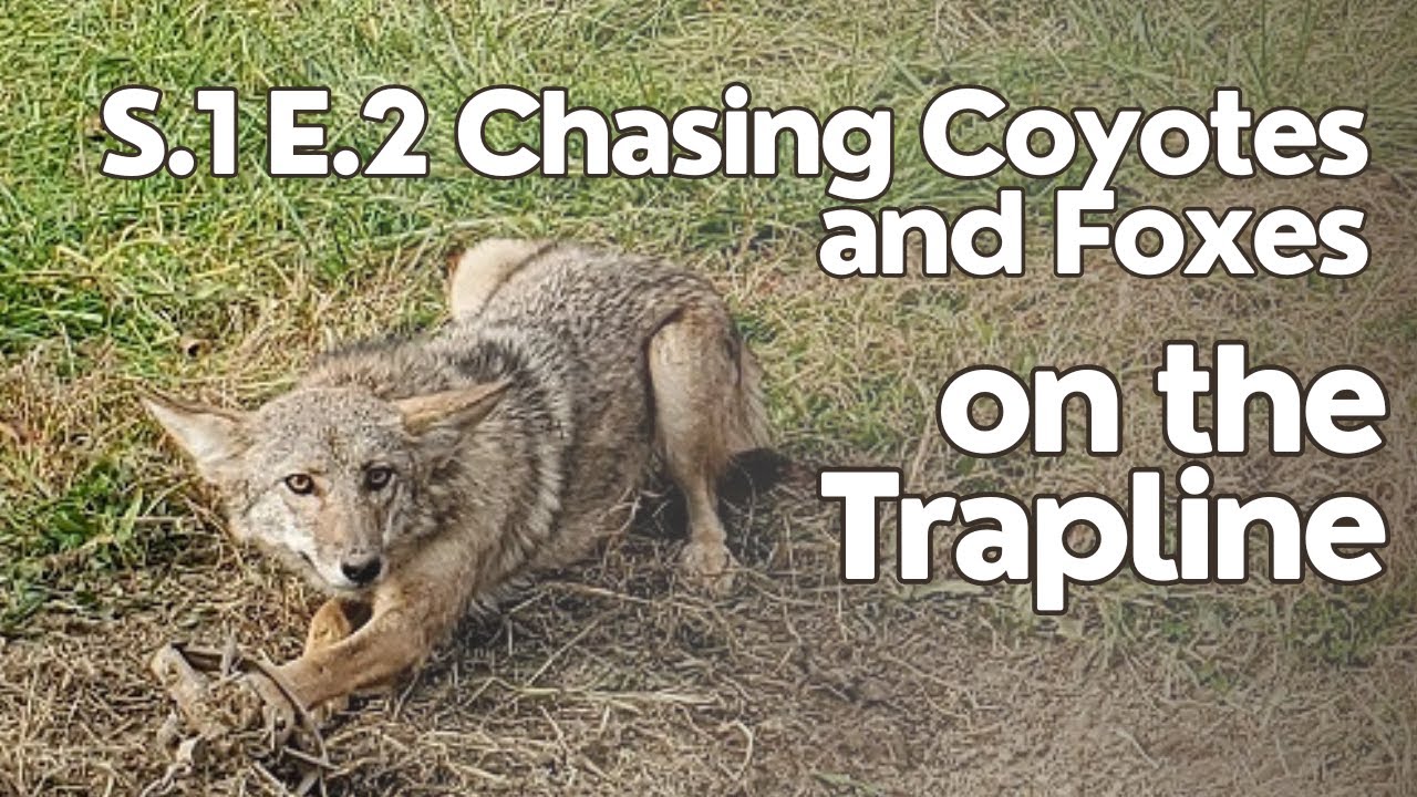 S.1 E.2 Chasing Coyotes and Foxes on the Trapline - YouTube