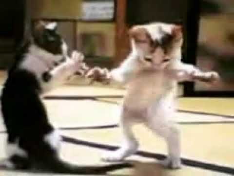 şarkı söyleyip  oynan  kedi tom