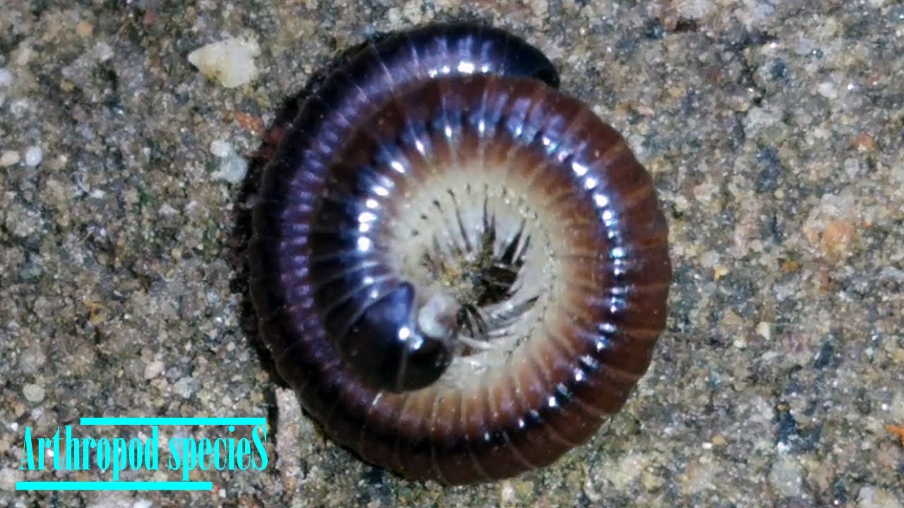 Diplopoda Species - Spirobolida (Small Millipedes) | Wake Up | Pt.3 ...