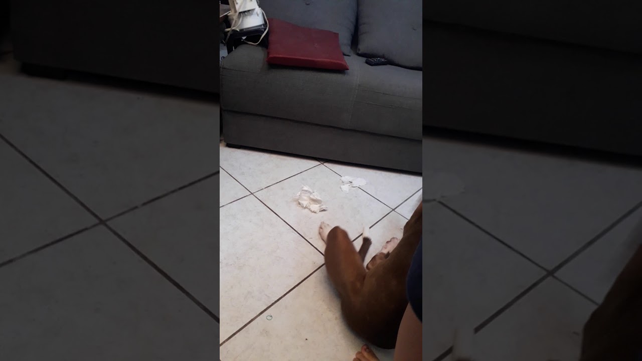 Chop el come caca - YouTube