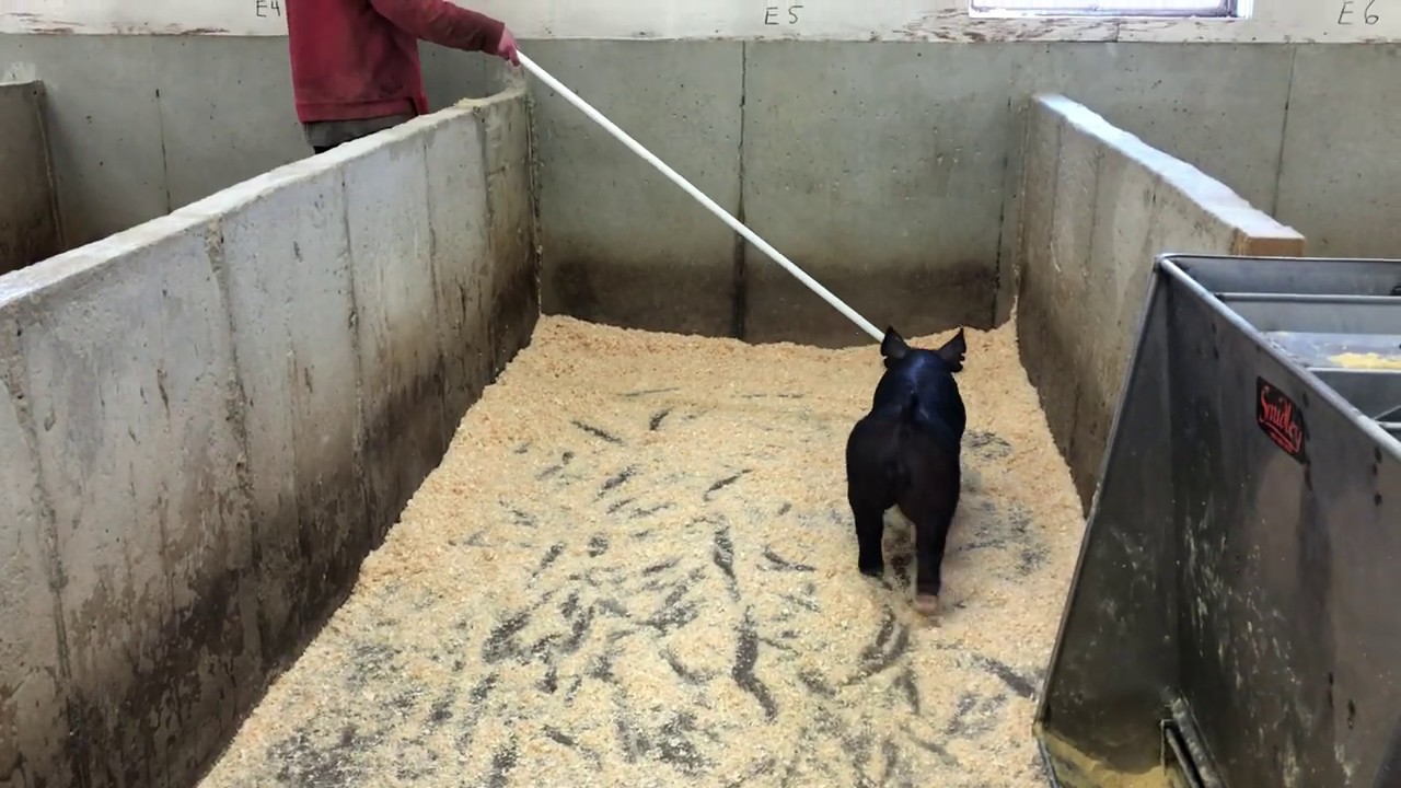 2-1 The King Boar - YouTube