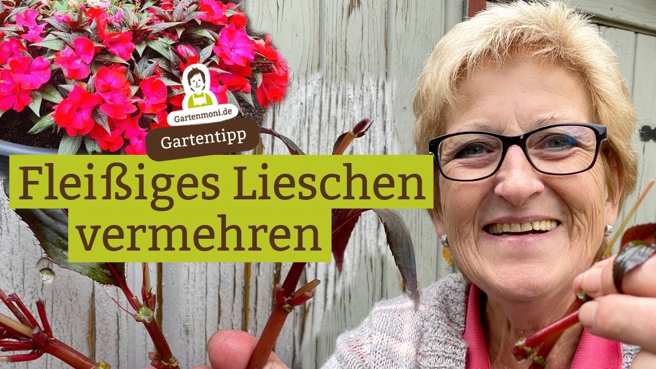 Fleißiges Lieschen vermehren - Möglichkeiten und Anleitung für ...