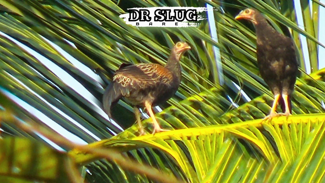 Hunting Ayam Hutan//Dua point Jago Muda..!! - YouTube