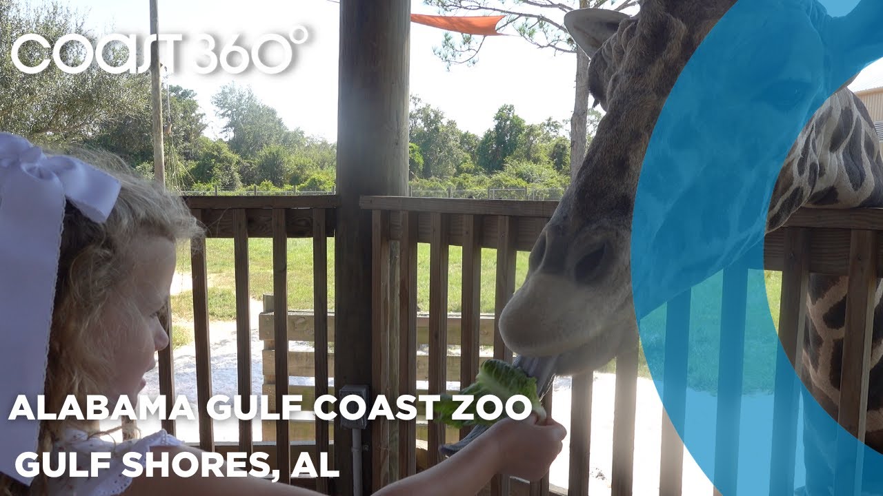 Alabama Gulf Coast Zoo - YouTube