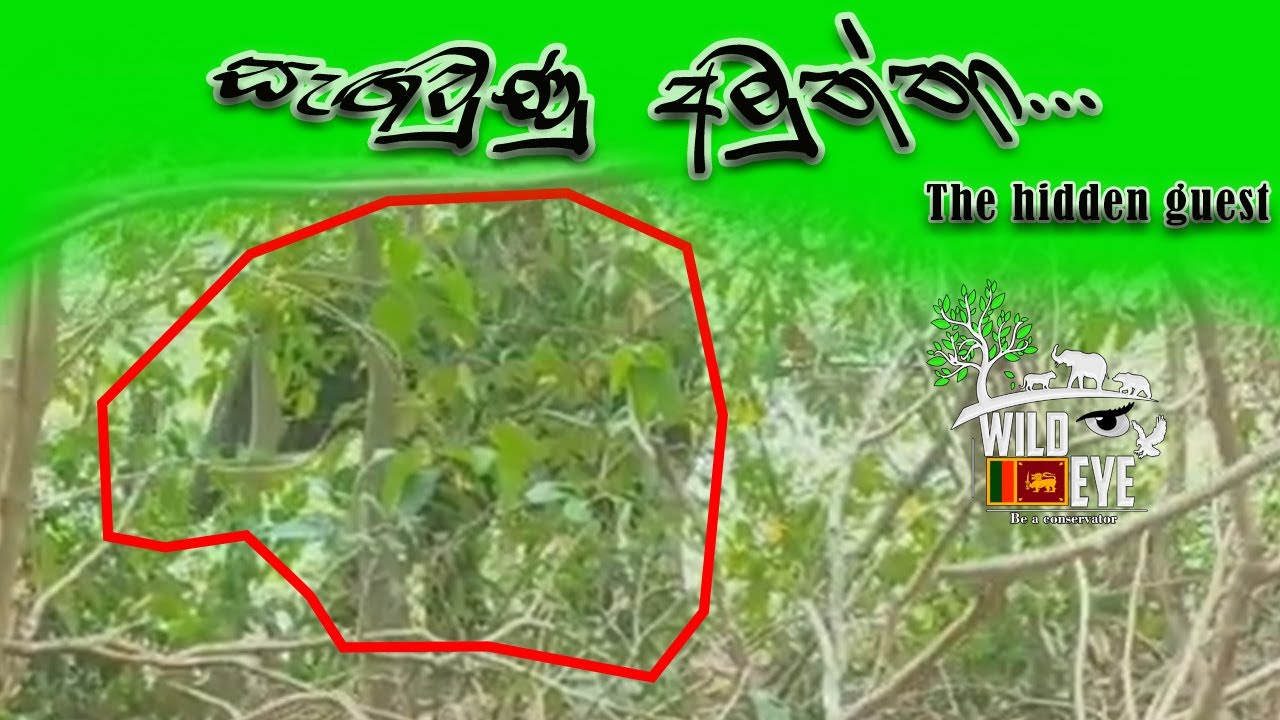 The Hidden Guest | සැඟවුණු අමුත්තා | Sri Lanka | 🇱🇰 - YouTube