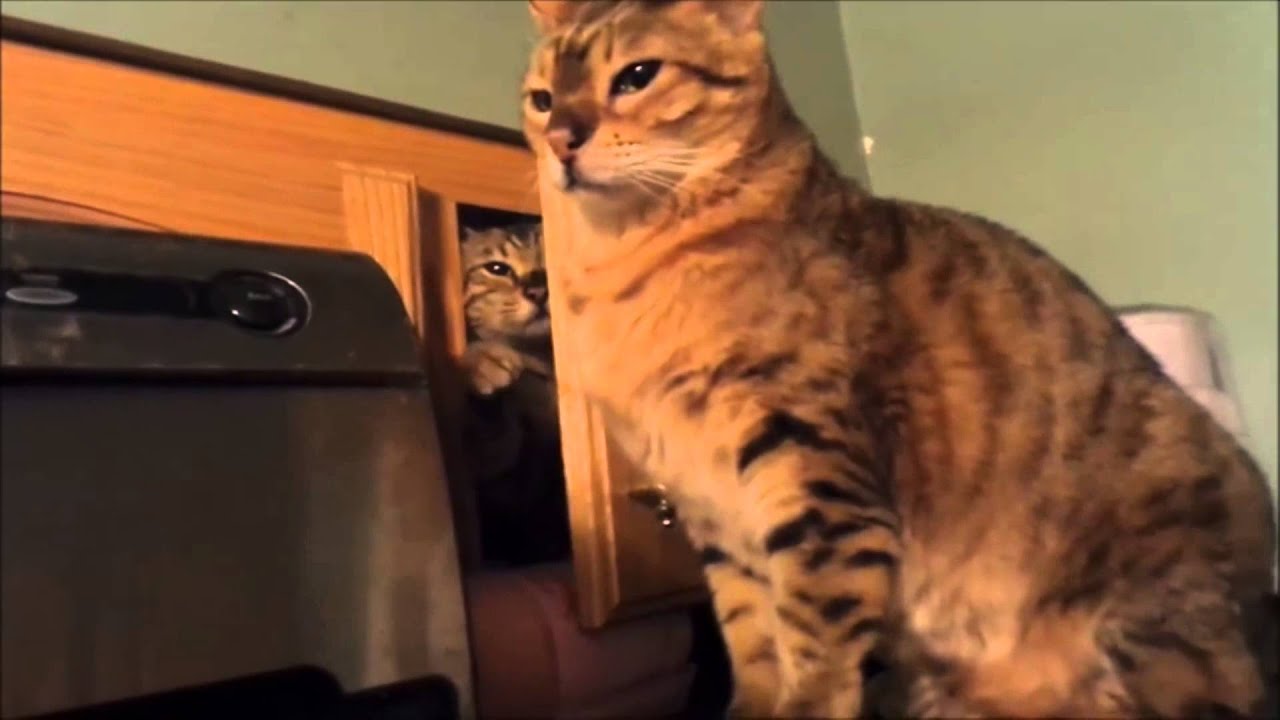 Cat Attack Slap in ... Surprise Mothafucka ! - YouTube