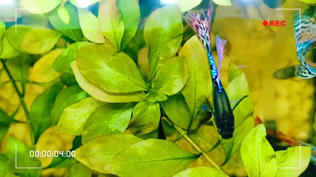 Fishing simple relax 2 - YouTube