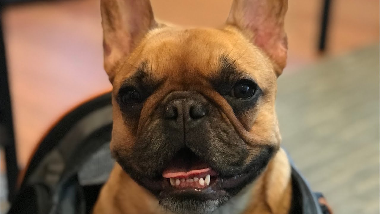 Frenchie Sunday-Training Landmarks w/ Pip 🎯 - YouTube