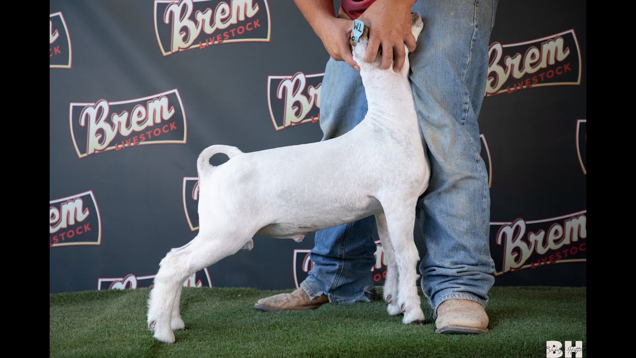 Brem Livestock: Tag #2369 (Trunk Monkey X Porch Honky) - YouTube