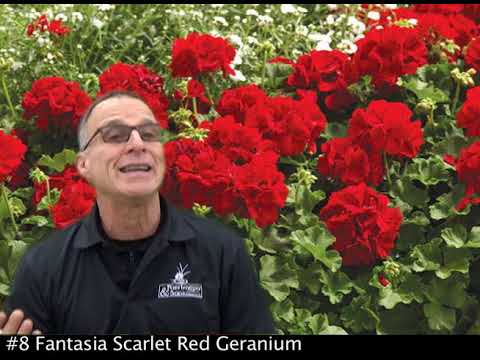 #25 - Fantasia Red Geranium - YouTube