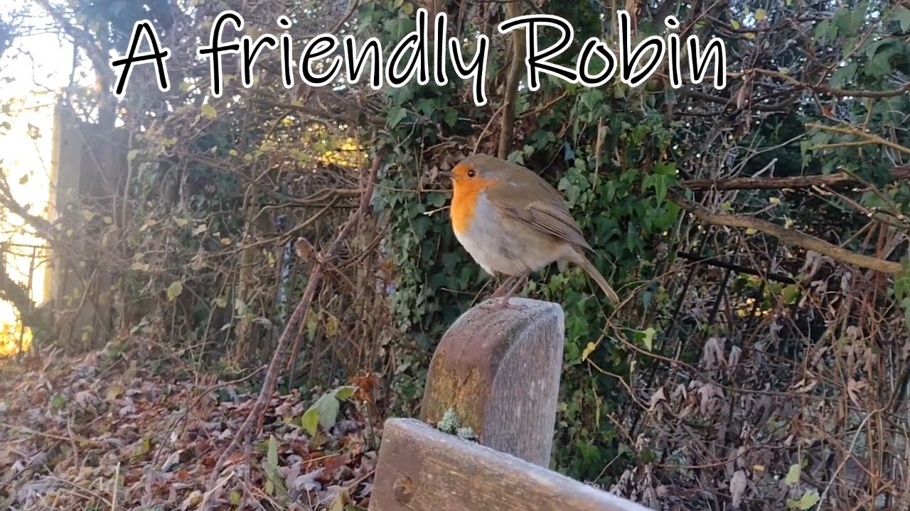 A friendly robin ! - YouTube