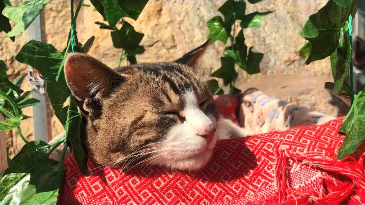 Do a farm work, cats will be lazy together around, lazy will overflow ...