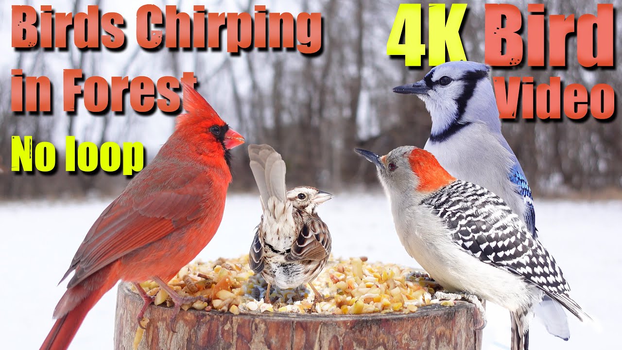 4k UHD Bird Video for Nature Lover, 4 HRS Ambience Bird Singing in ...