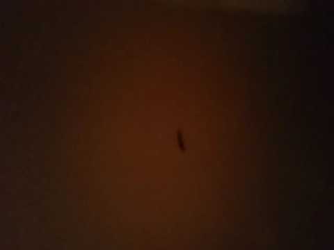 Sisyphus the Bug - YouTube
