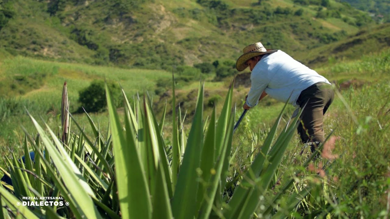 Dialectos Mezcal Oaxaca - YouTube