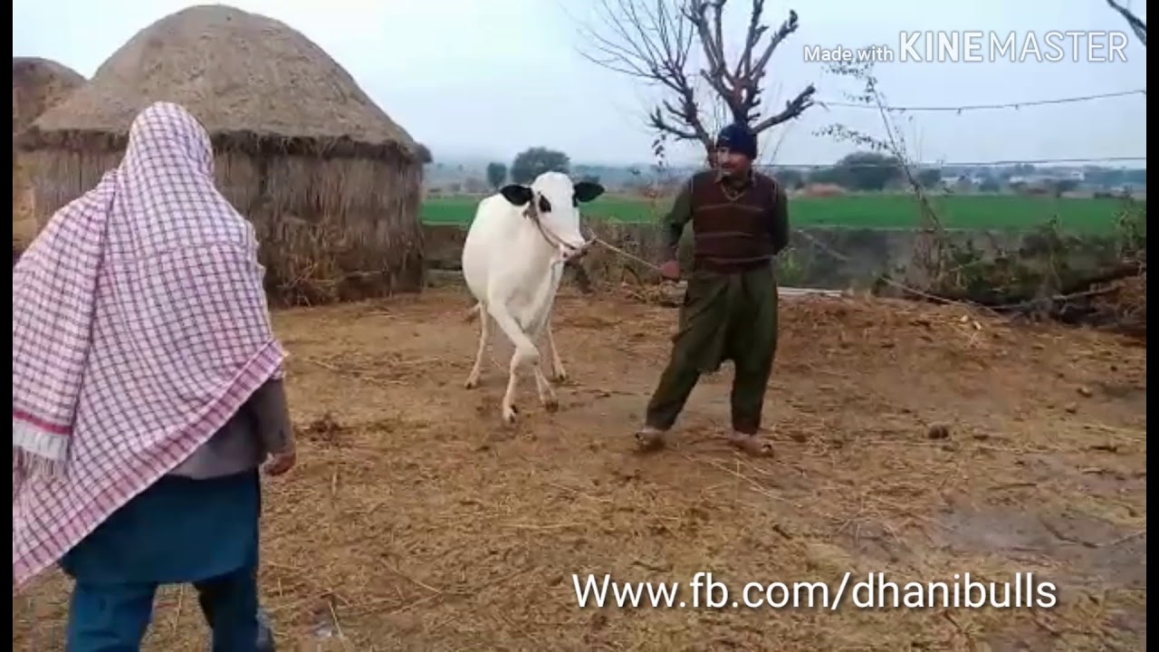 high class world topest Dhani breeded cow - YouTube