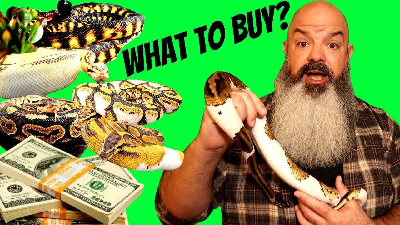 What Snakes to Buy if You Want to BREED... (plus, is Kent getting a ...