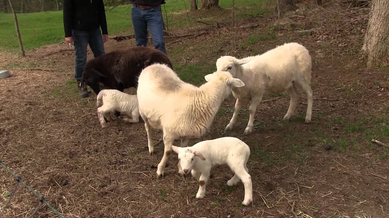 Moving the Baby Lambs Back With the Flock - YouTube