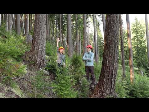 Variable-Retention Harvesting - YouTube