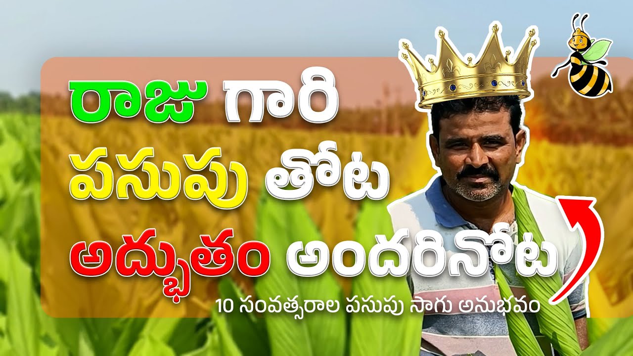 20 సంవత్సరాల పసుపు సాగు అనుభవం | Turmeric Farming in Telugu | Pasupu ...