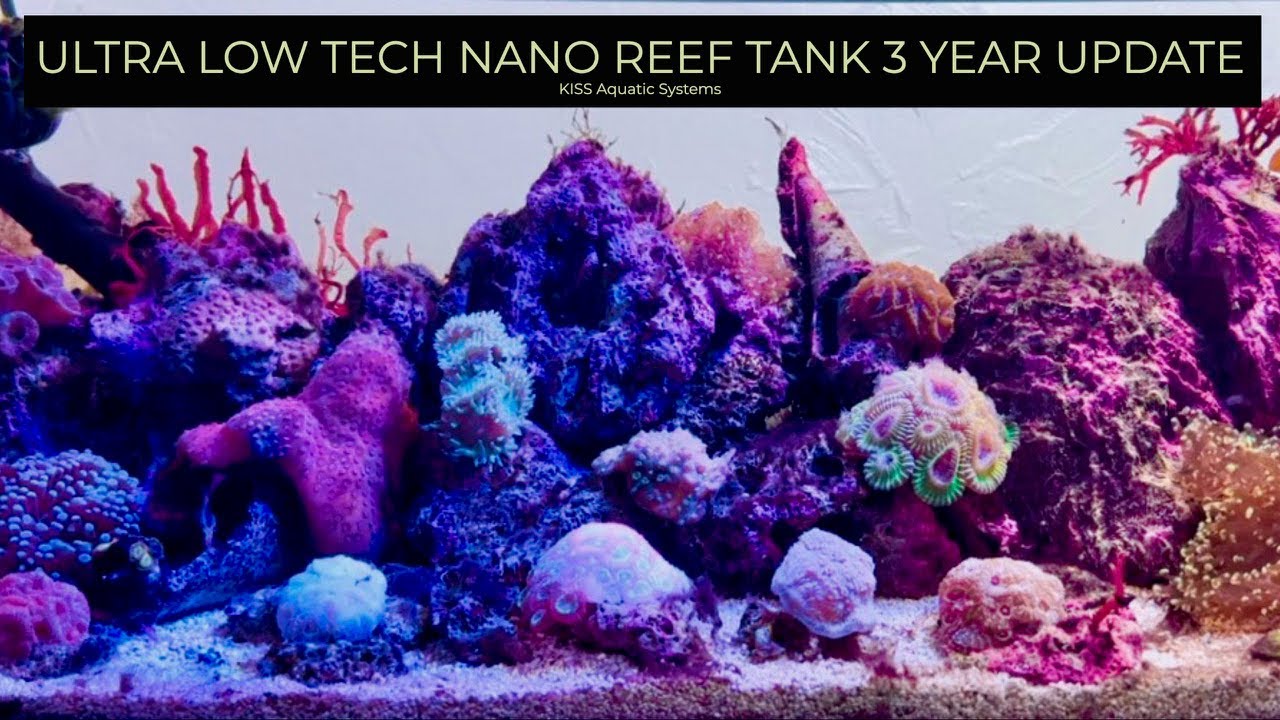 Ultra Low Tech Nano Reef Tank- 3 Year Anniversary Update - YouTube