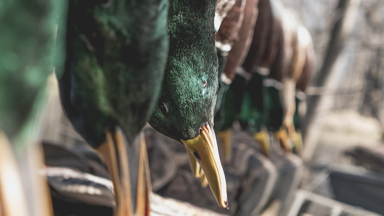 Duck Hunting is "3 6 5" - Fowled Reality - YouTube