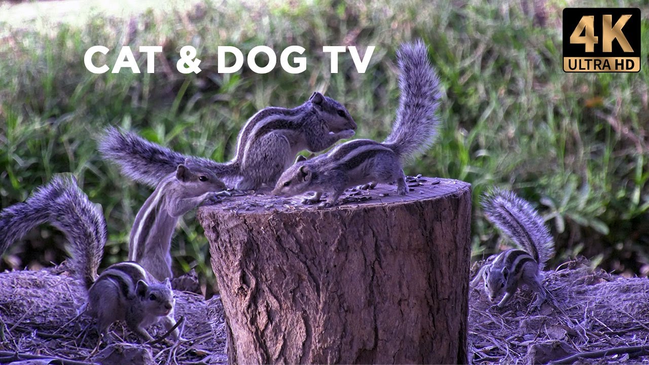 Cat Tv - Videos For Cats To Watch -10 Hours Naughty Squirrels in ...