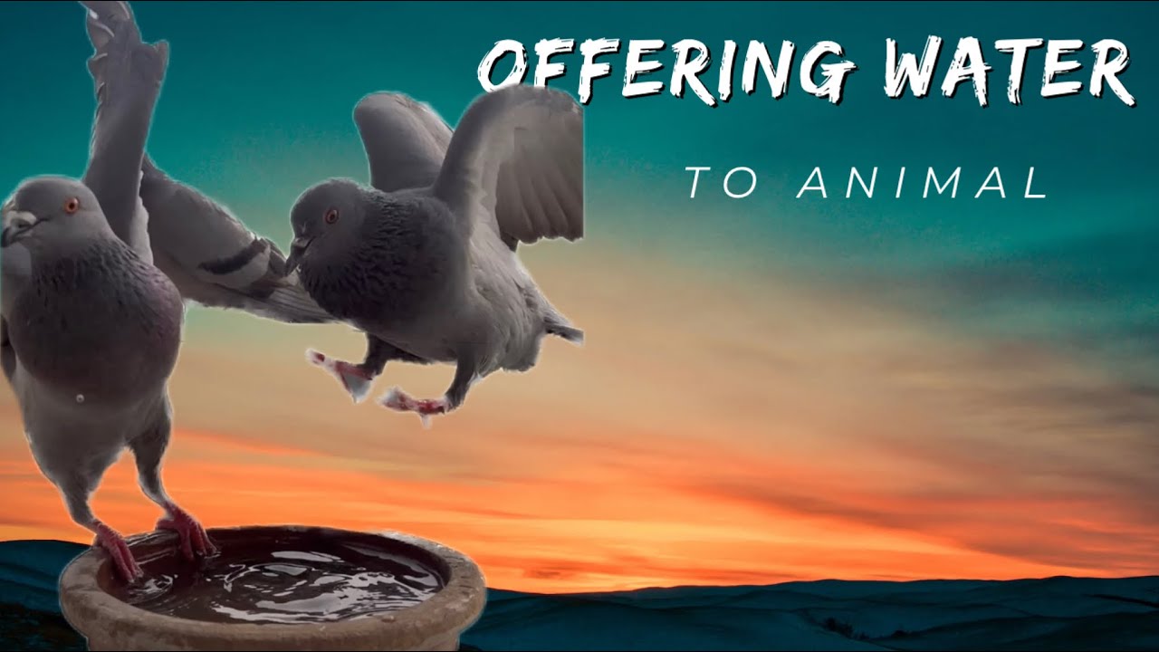Day 13 of offering water to birds ♥️ - YouTube
