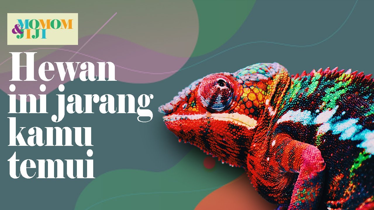 Begini penampakannya kadal melet, - YouTube