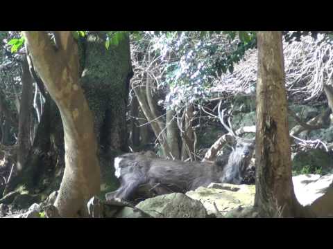 Toads on a python, and five other animals hitching rides on bigger animals