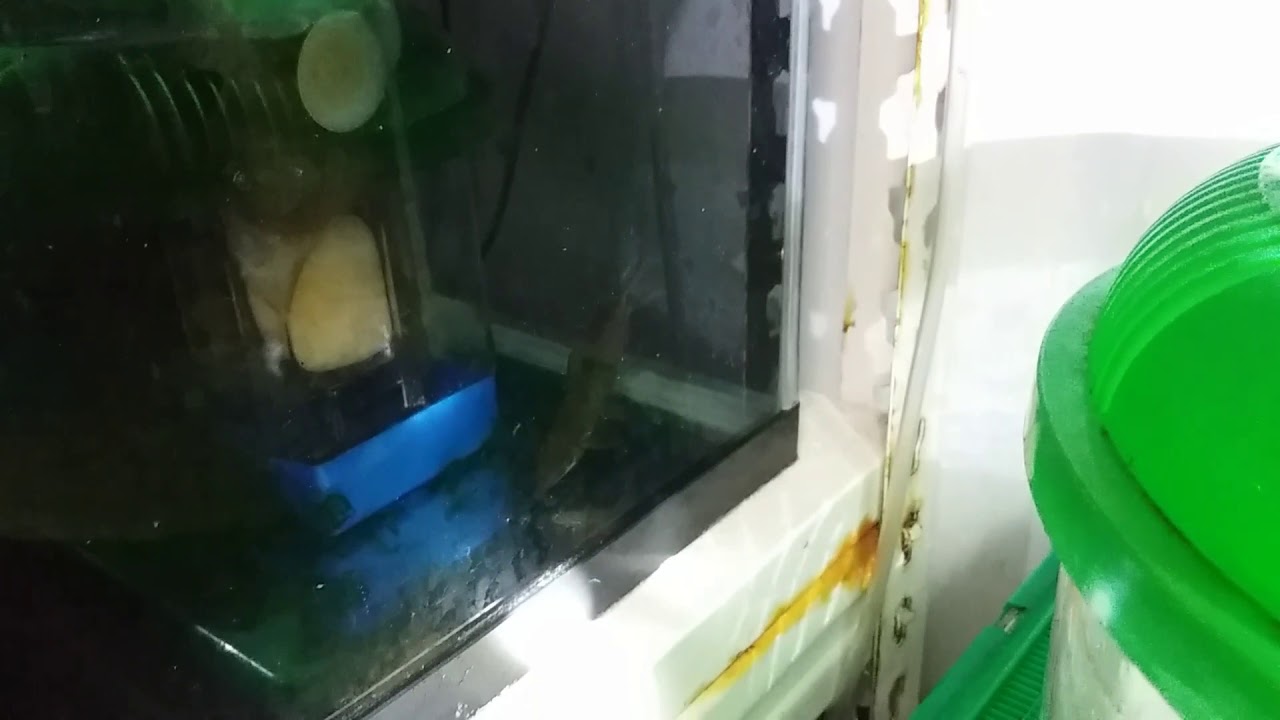 Earth eater - YouTube