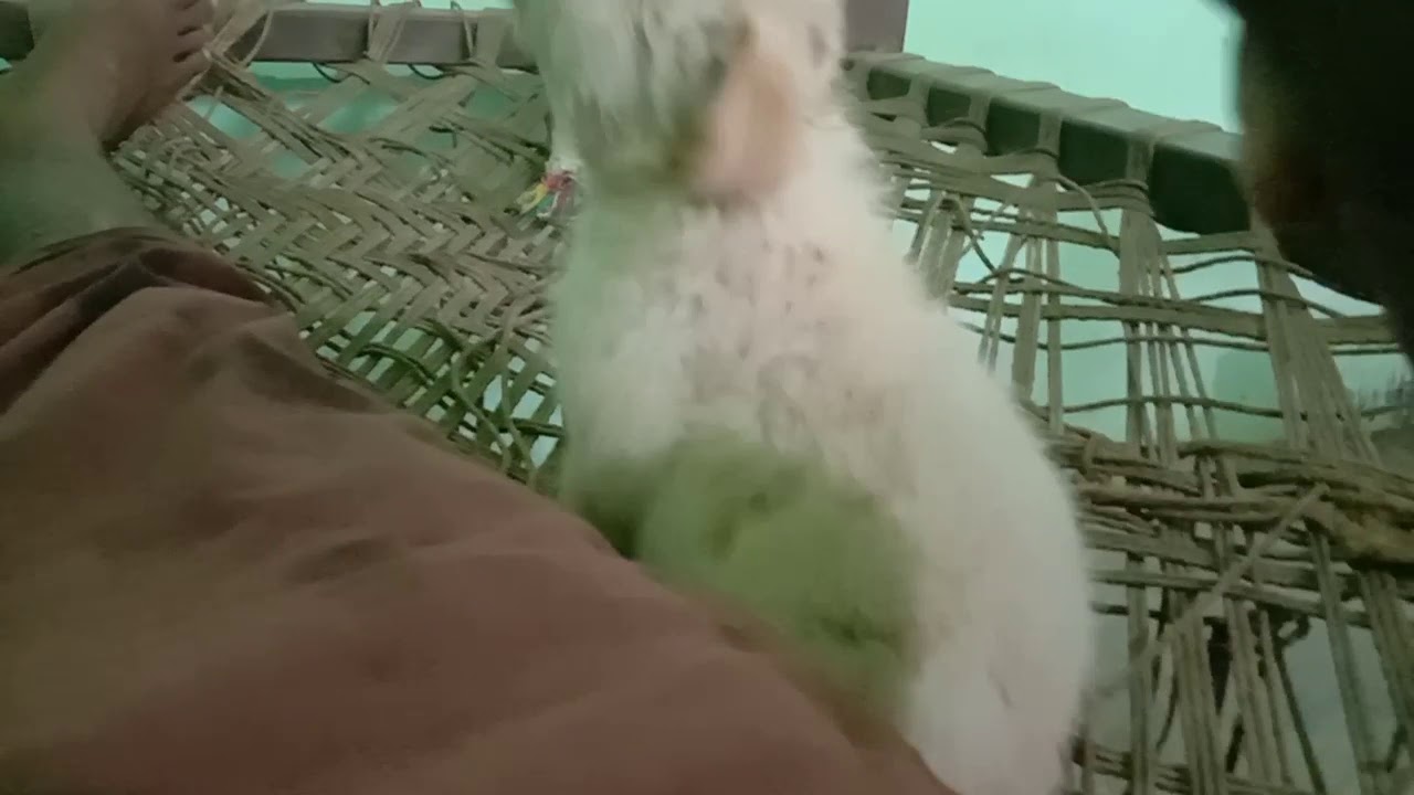 My Labra baby - YouTube